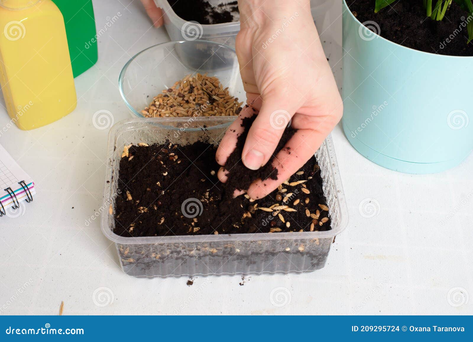 Plant and Sow Seeds in Planters for Germination at Home . Step-by-step ...