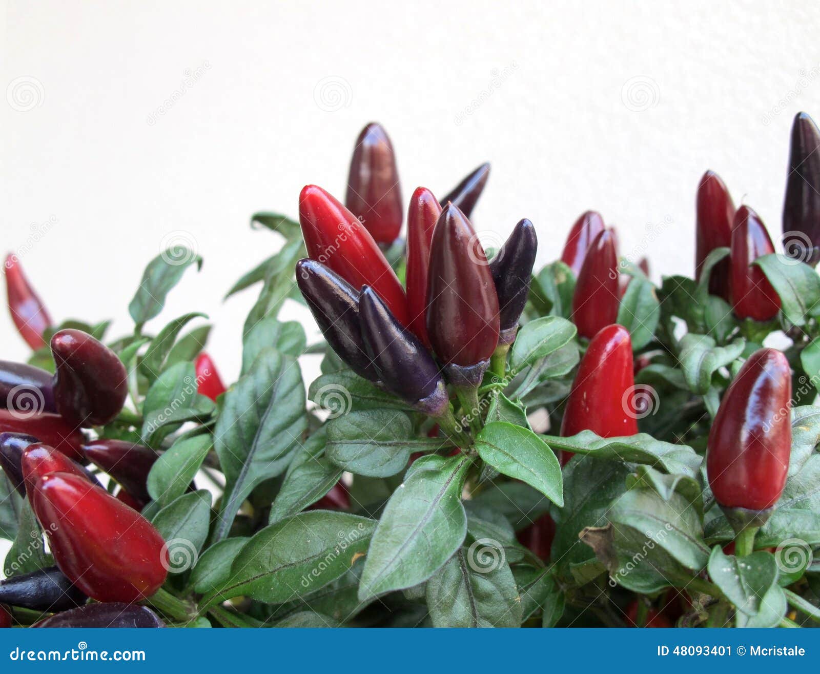 Plant with spicy chilli stock image. Image of bright - 48093401