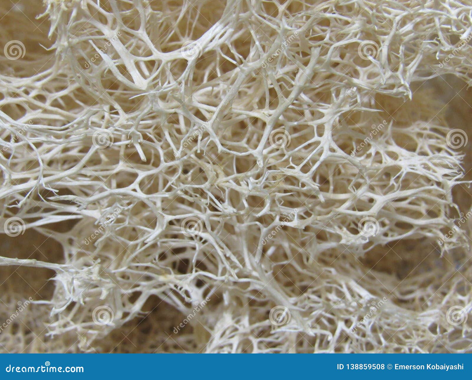 The plant sponge stock photo. Image of nature, closeup - 138859508