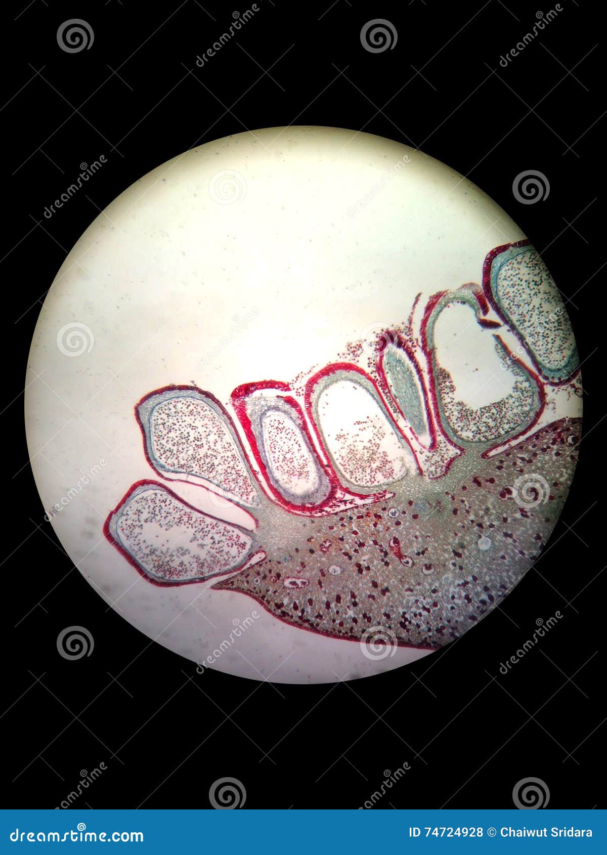 Plant Spores Under The Microscope Royalty-Free Stock Image ...
