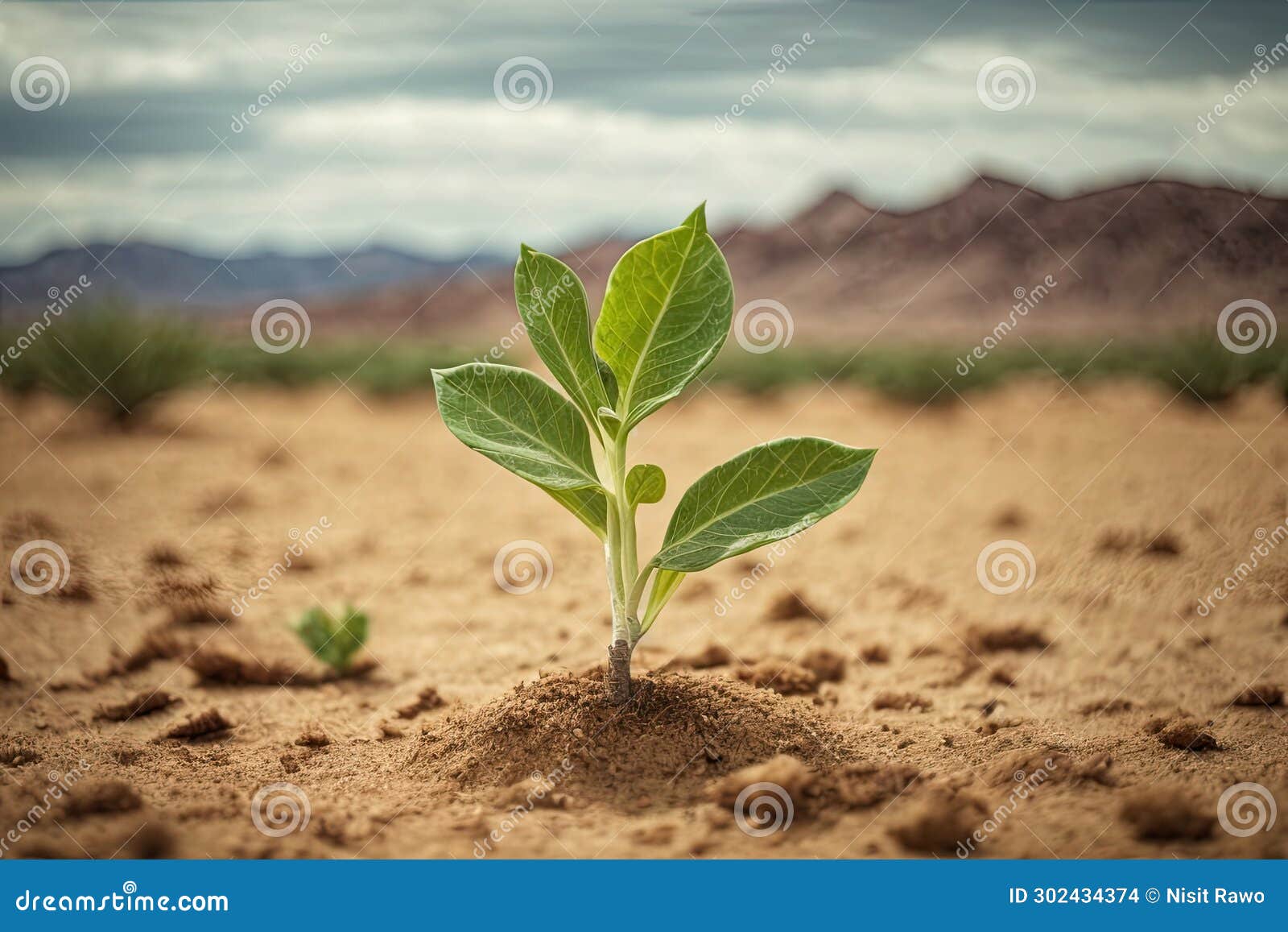 Plant Sprout Growing in Desert with Hope for the Future Stock Photo ...