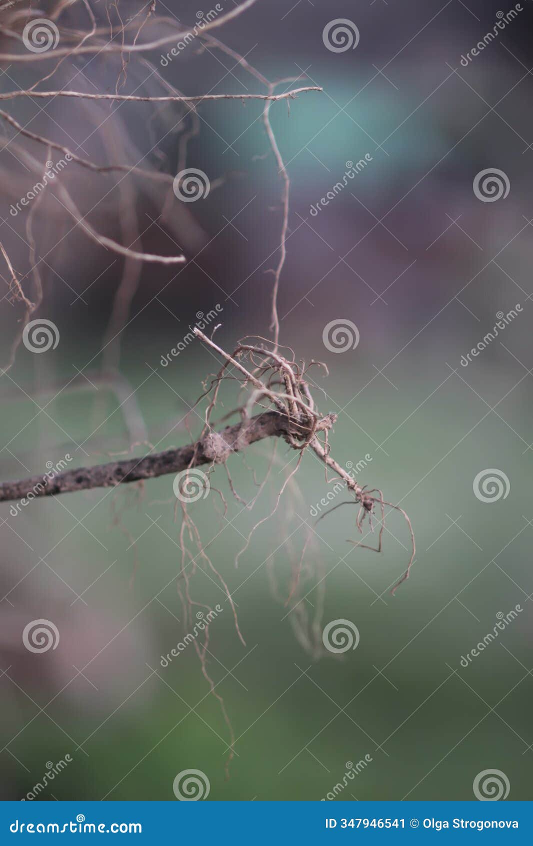 Plant Sprout Roots Close Up Stock Image - Image of natural, nature ...