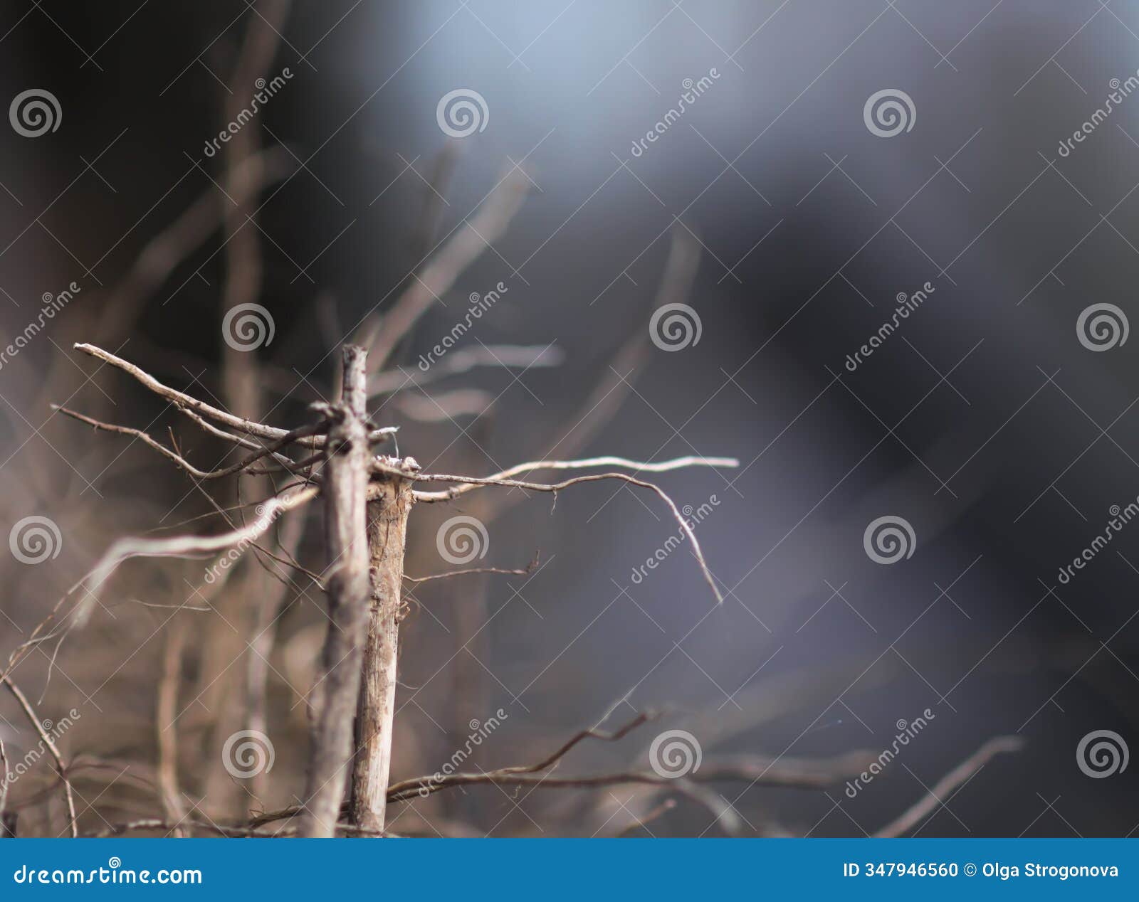 Plant Sprout Roots Close Up Stock Photo - Image of closeup, earth ...