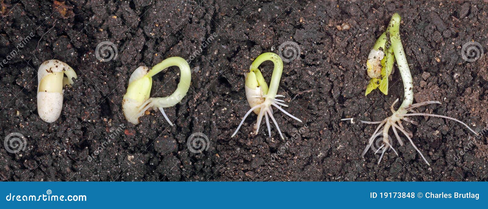 Plant Sprouting stock photo. Image of bean, germinate - 19173848