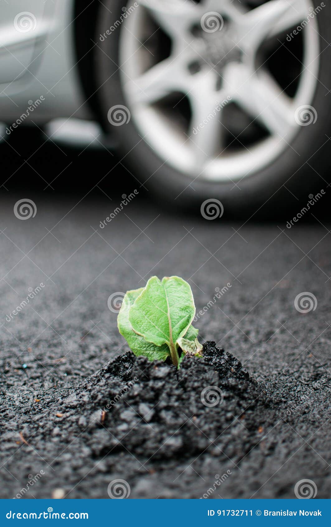 Plant Sprouting through Asphalt Stock Image - Image of budding, grows ...