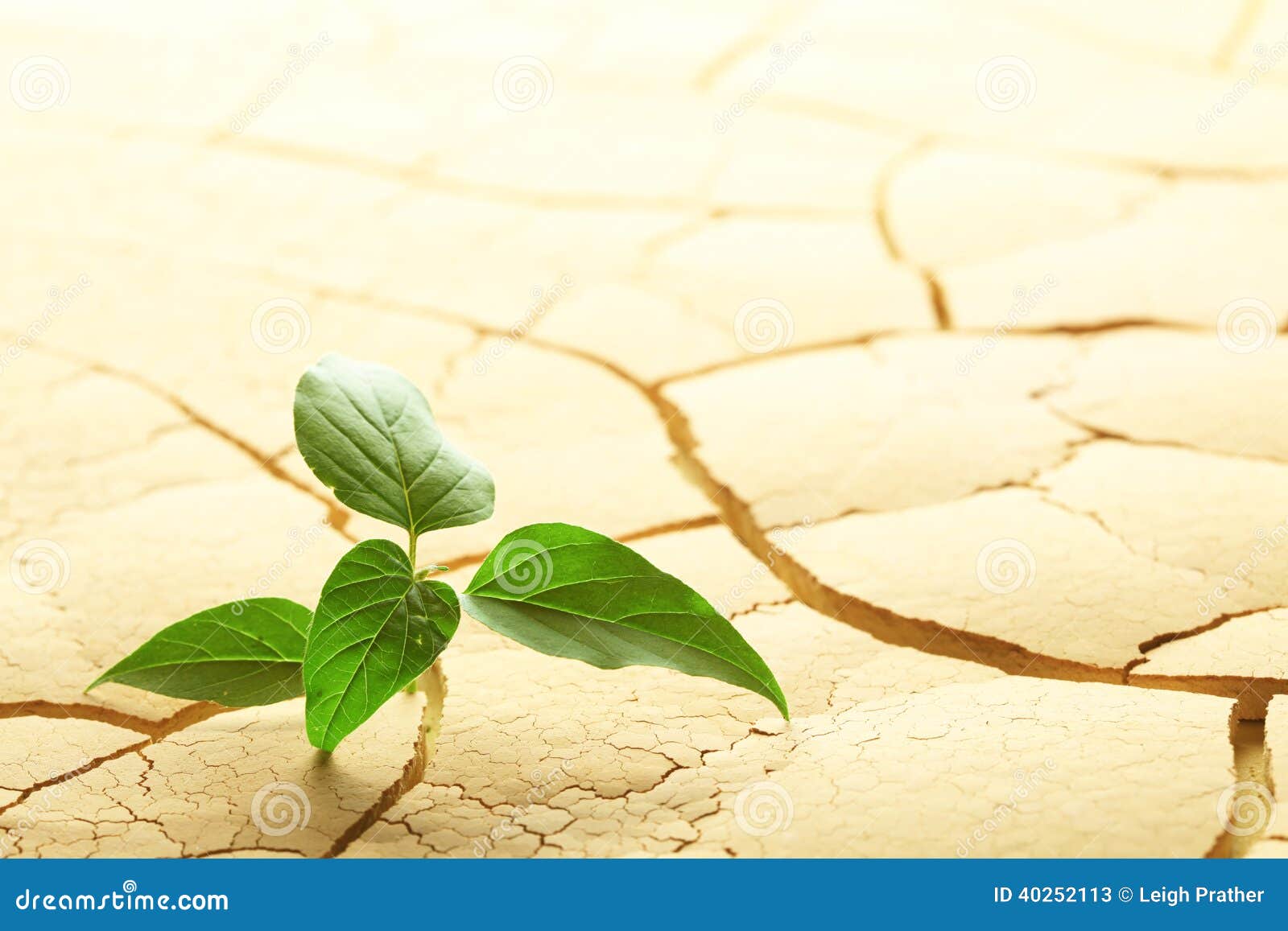 Red Plant Sprouting Forth On Burnt Forest Floor In Australia Stock ...