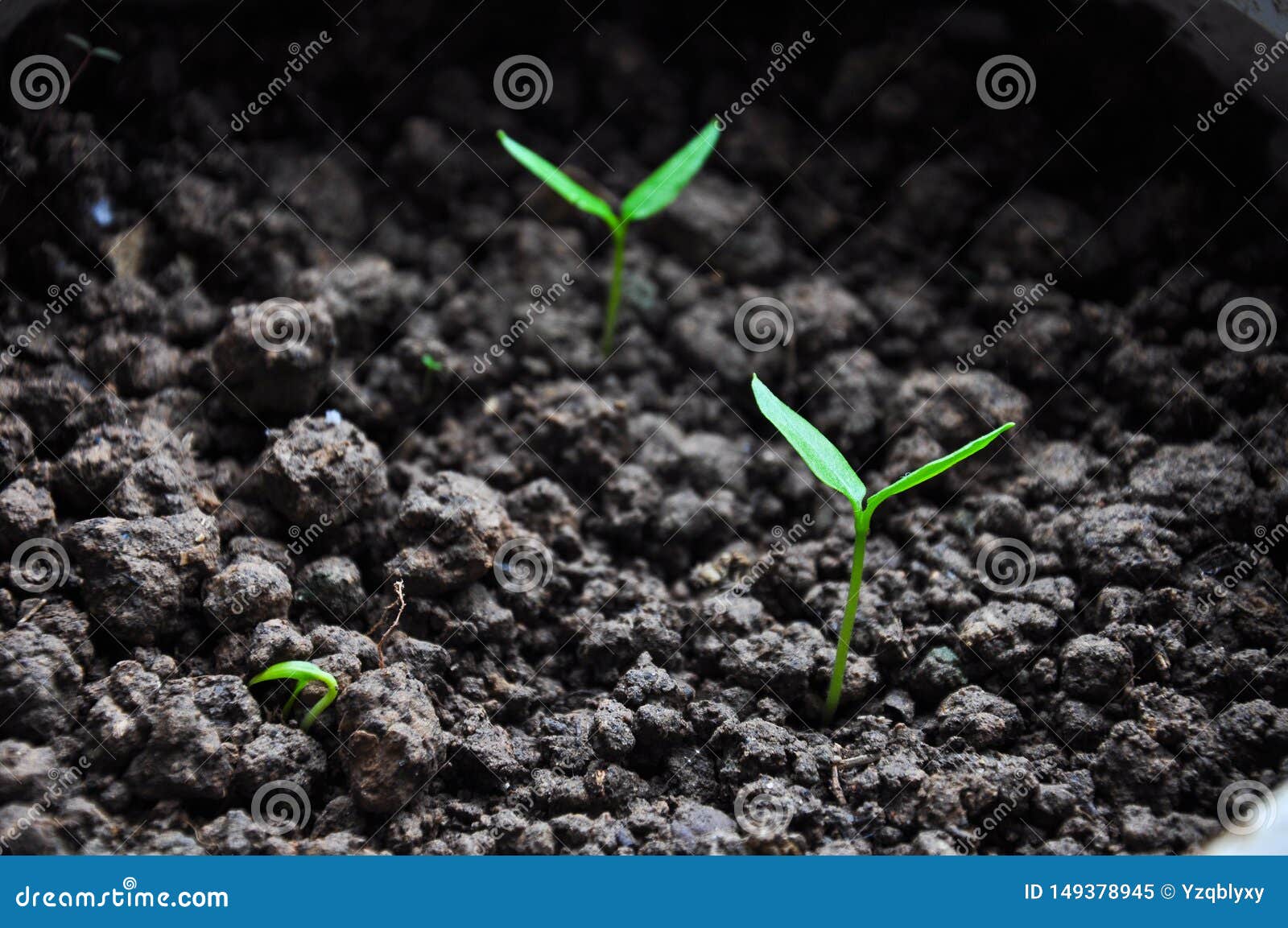 Sprouting stock image. Image of germinate, sprouts, earth - 149378945
