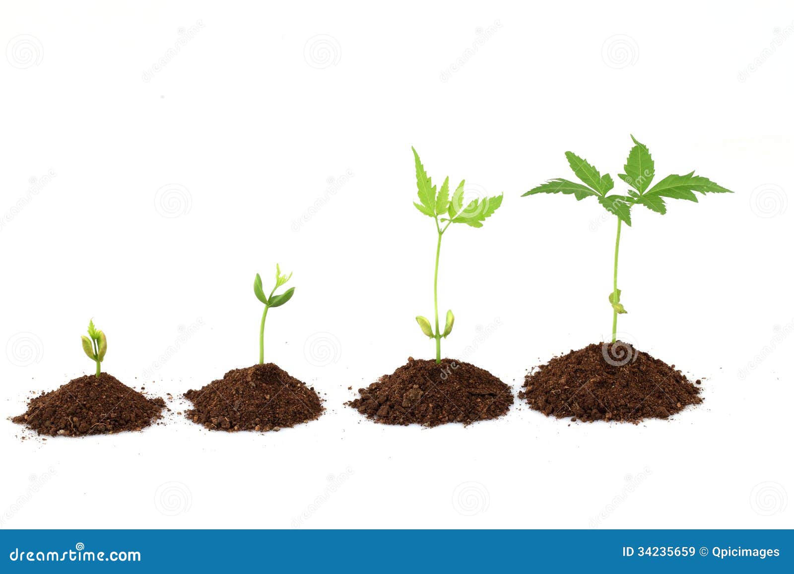 Plant Stages - Plant Evolution Stock Image - Image: 34235659