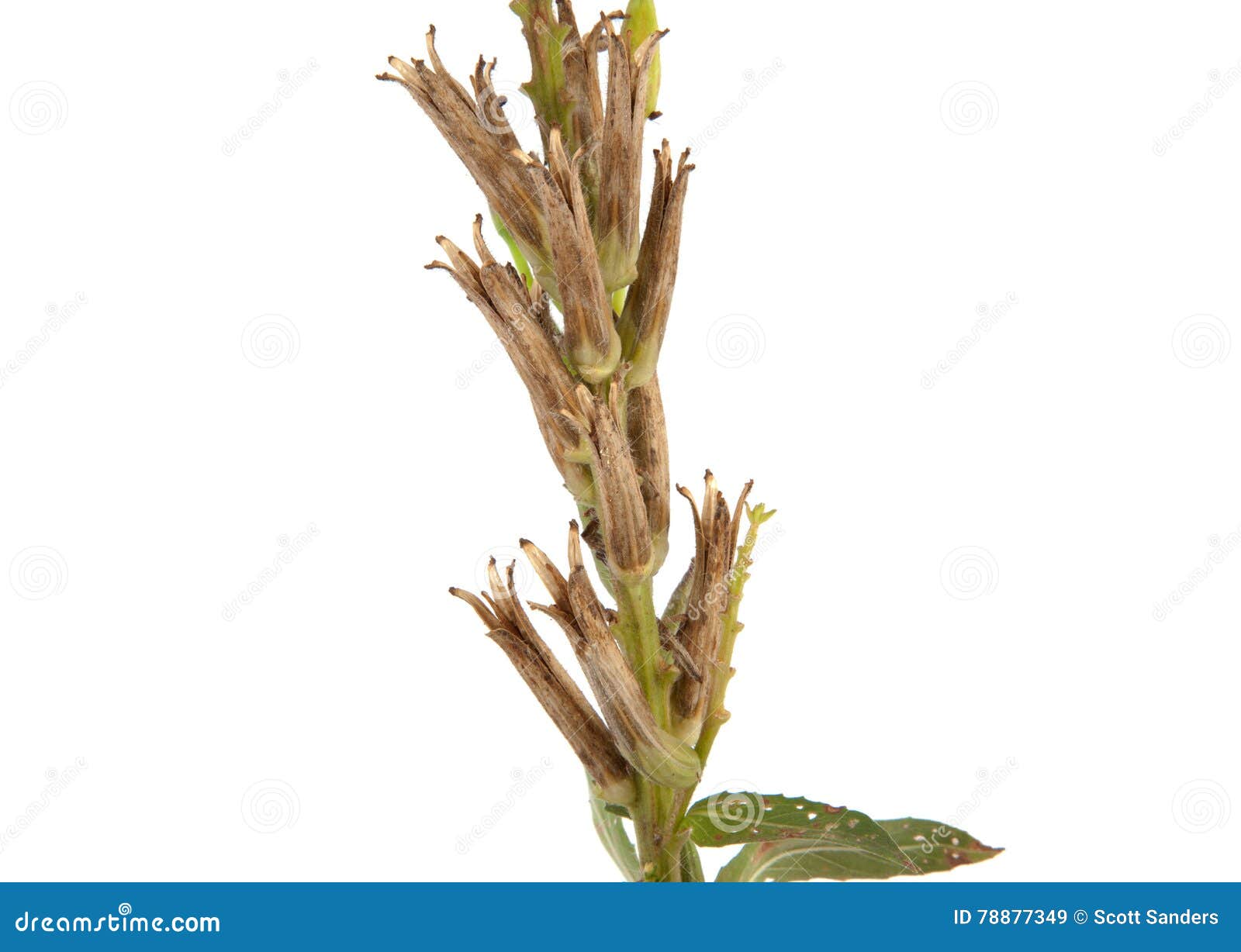 Plant Stalk stock image. Image of flowerpot, plant, flora - 78877349