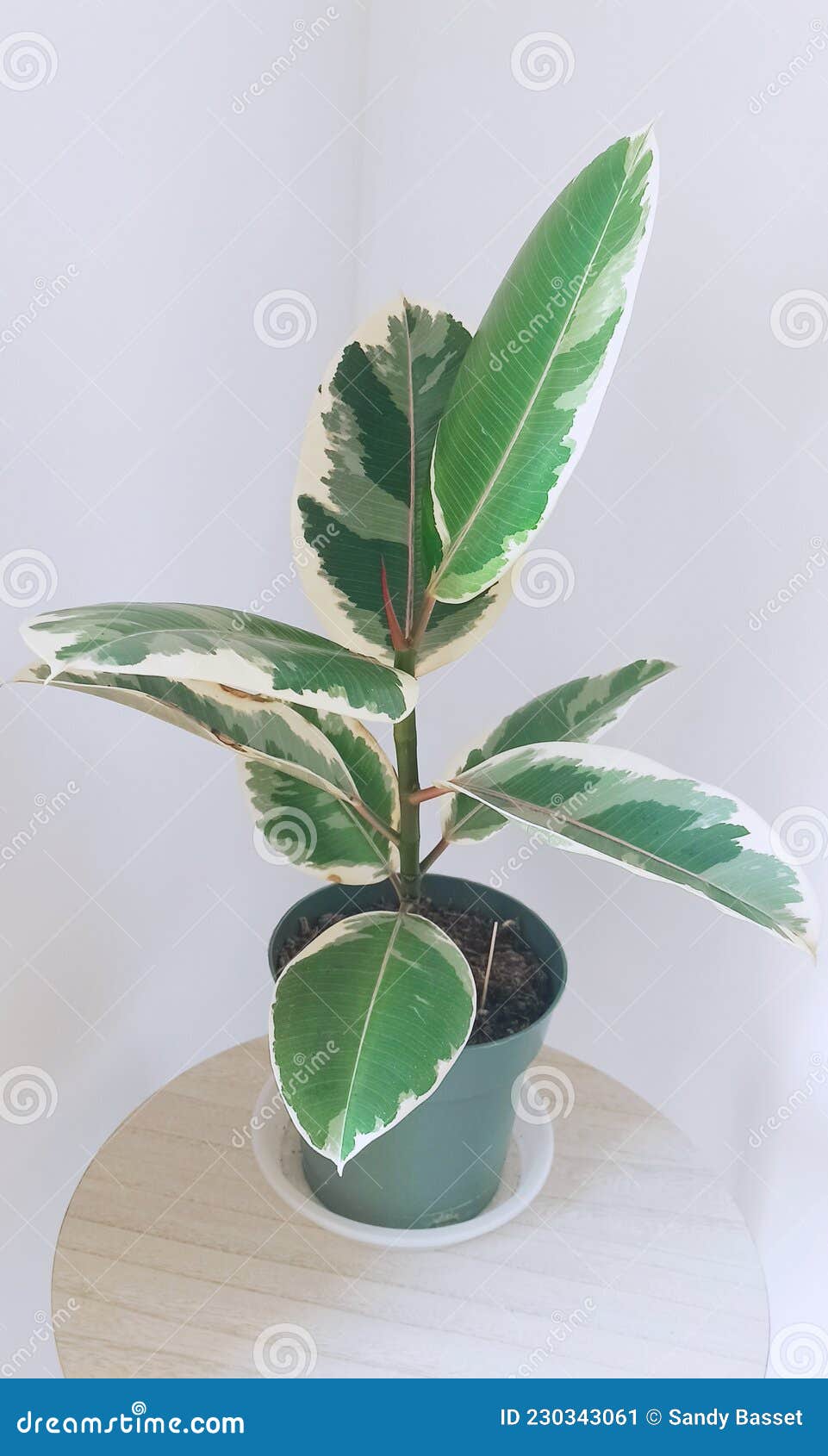 Plant standing strong stock image. Image of ficus, plant - 230343061