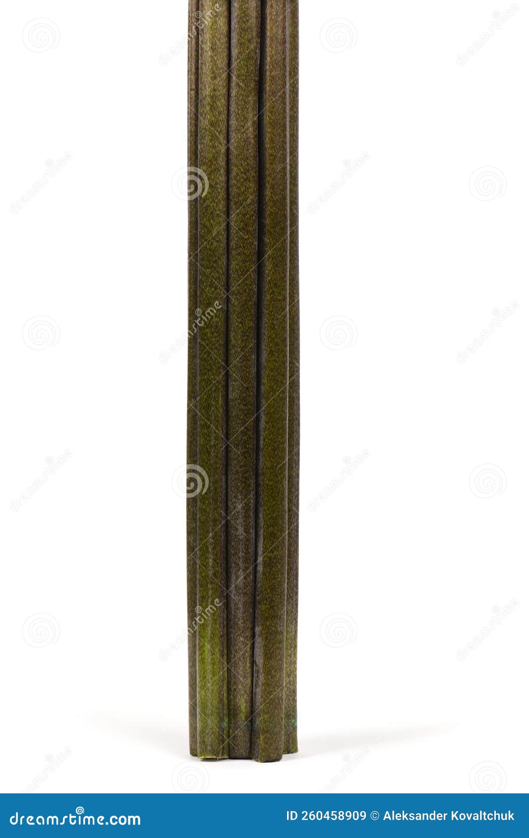 Plant Stem with Beautiful Texture. High Resolution Photo Stock Image ...
