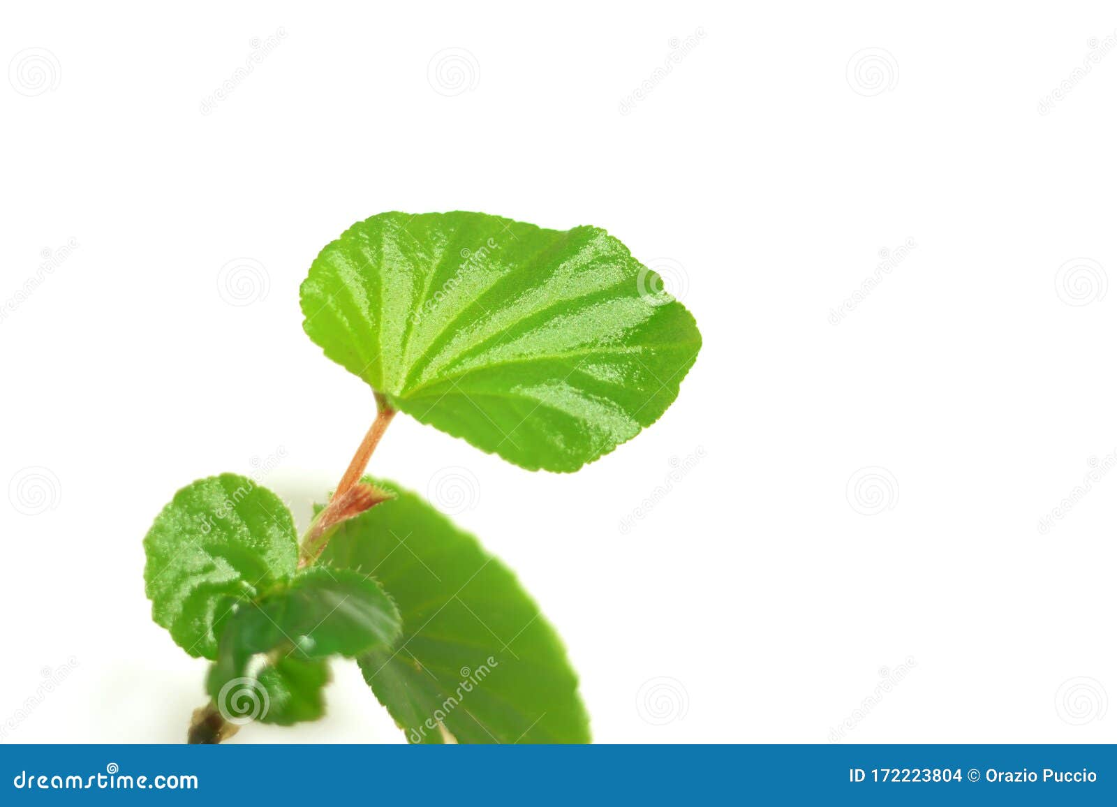 Plant Stem Begonia.Angular Begonia Stock Photo - Image of decorative ...