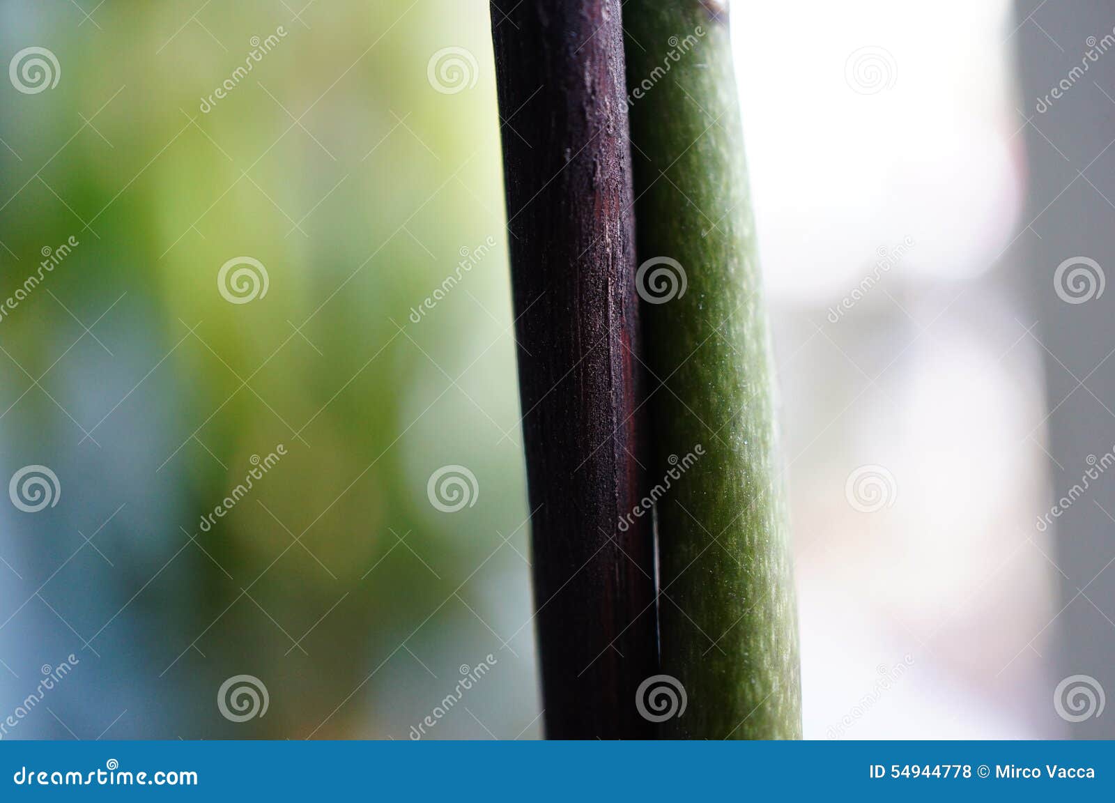 Plant stem stock photo. Image of natural, green, close - 54944778