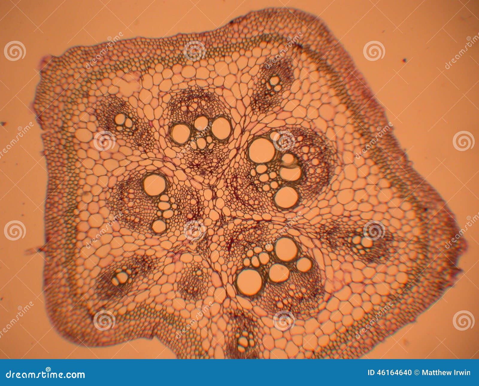 Plant Stem Under The Microscope For Classroom Education. Stock Image ...