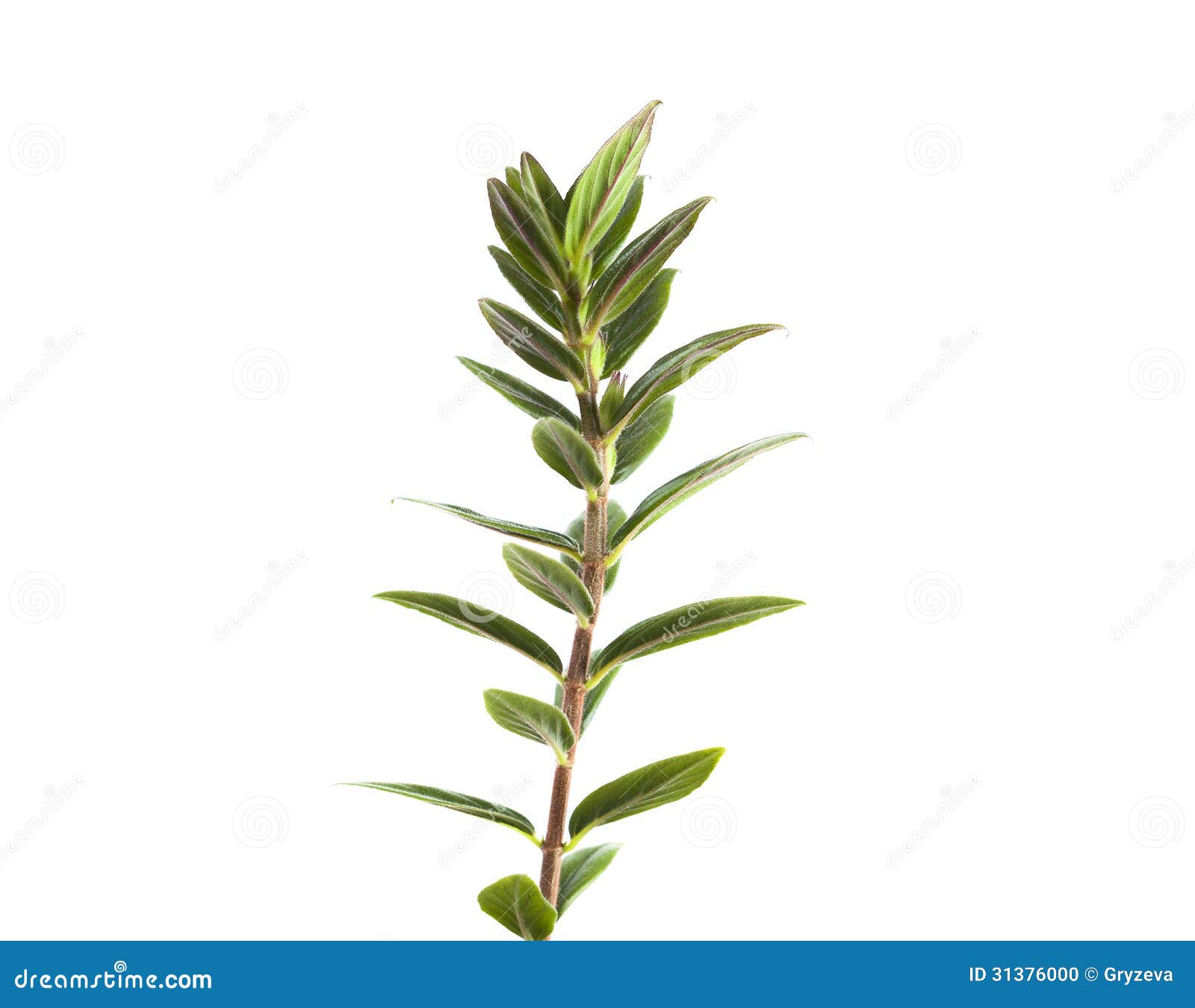 190,653 Plant Stem Isolated White Background Photos - Free & Royalty ...