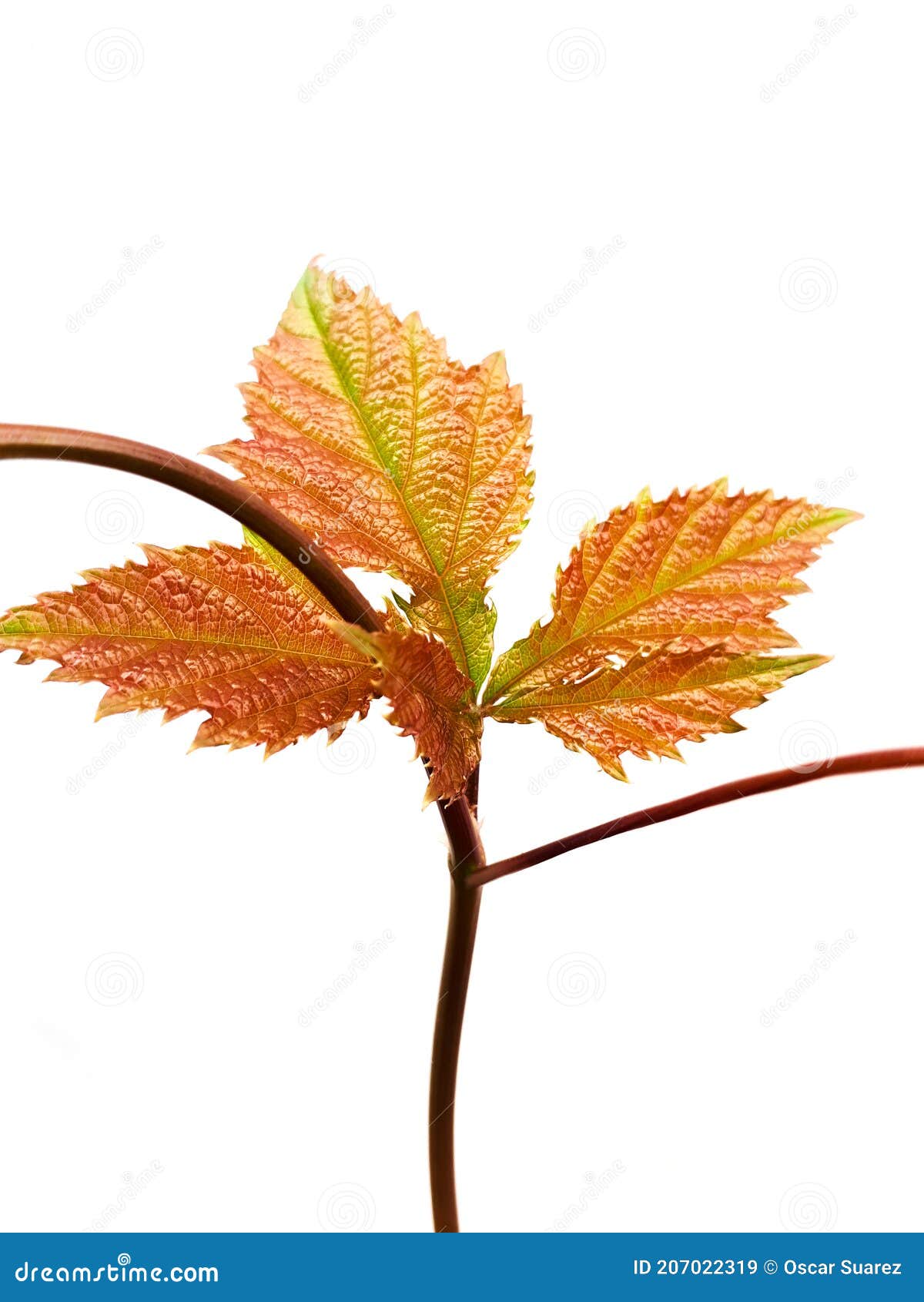 Plant Stem and Leaves with White Background Stock Image - Image of ...