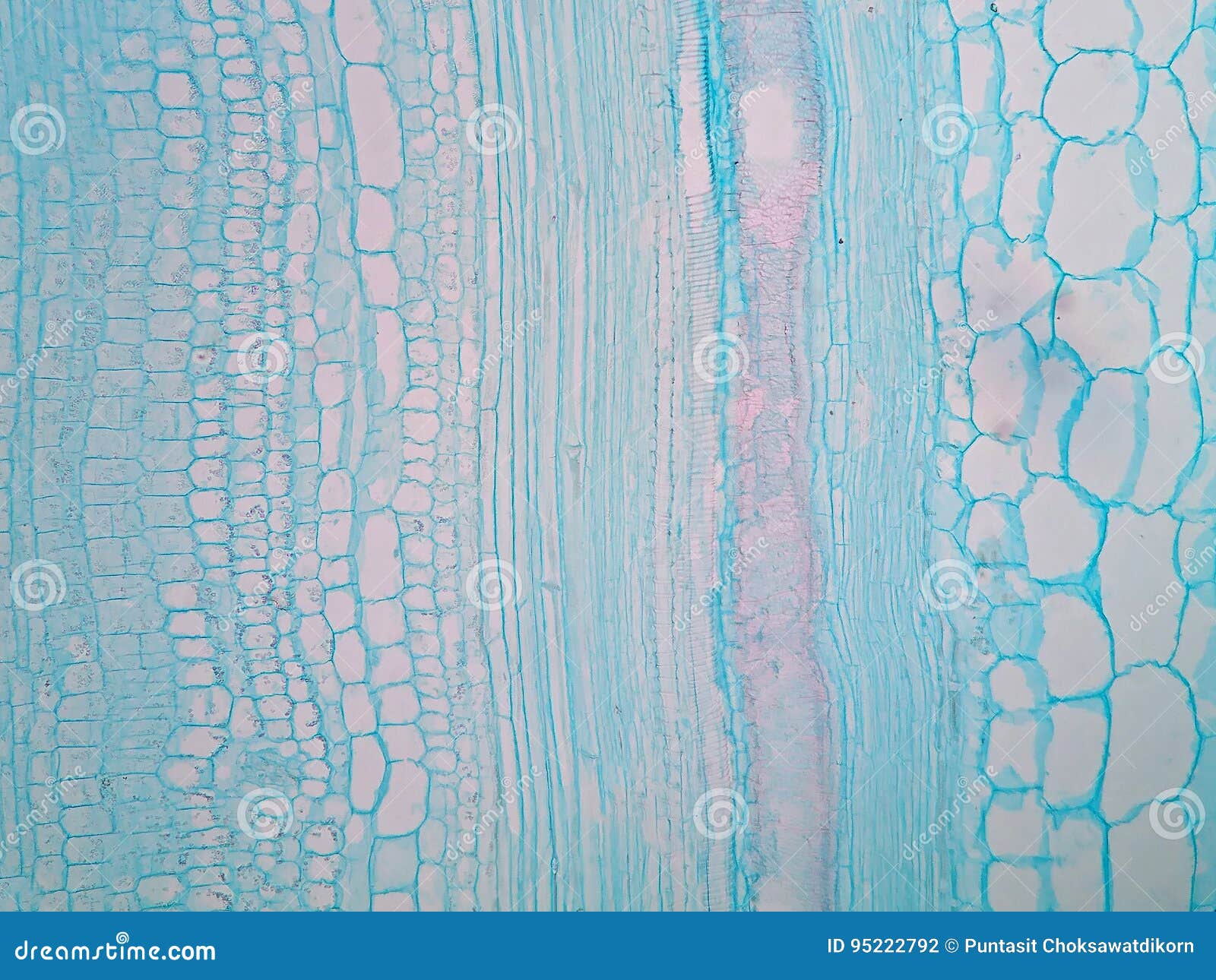 Stem With Sieve Cells Under The Microscope Royalty-Free Stock Photo ...