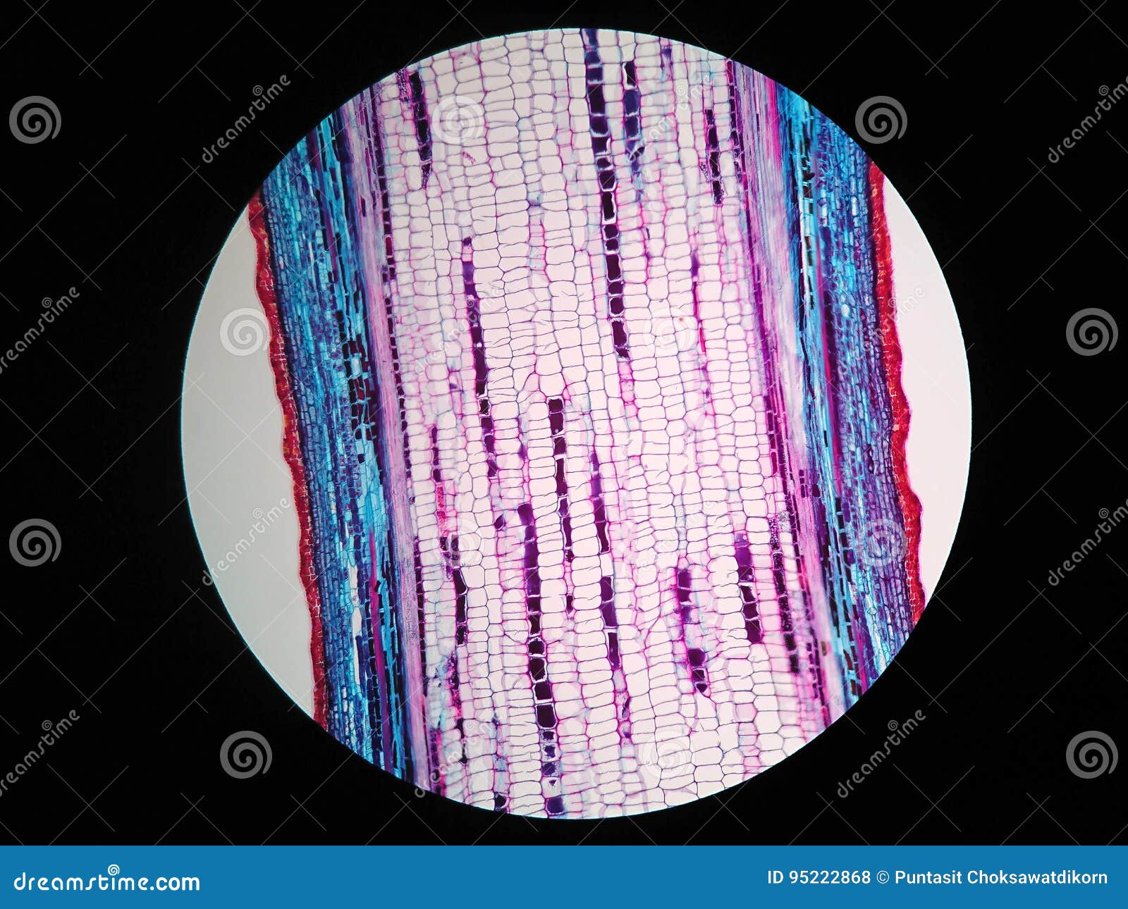 Plant stem, long section stock photo. Image of closeup - 95222868