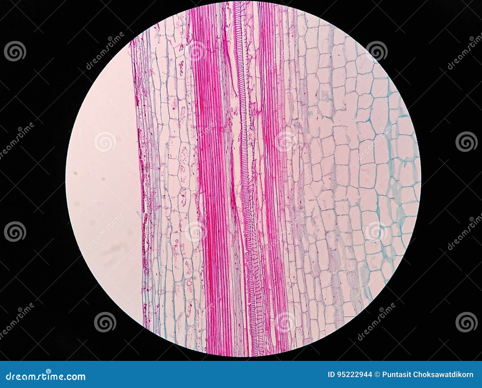 Plant stem, long section stock photo. Image of cell, ground - 95222944