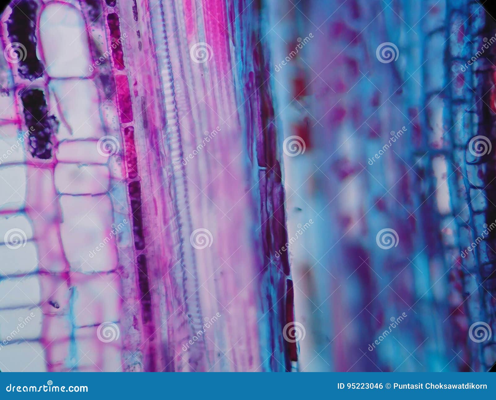 Stem With Sieve Cells Under The Microscope Royalty-Free Stock Photo ...