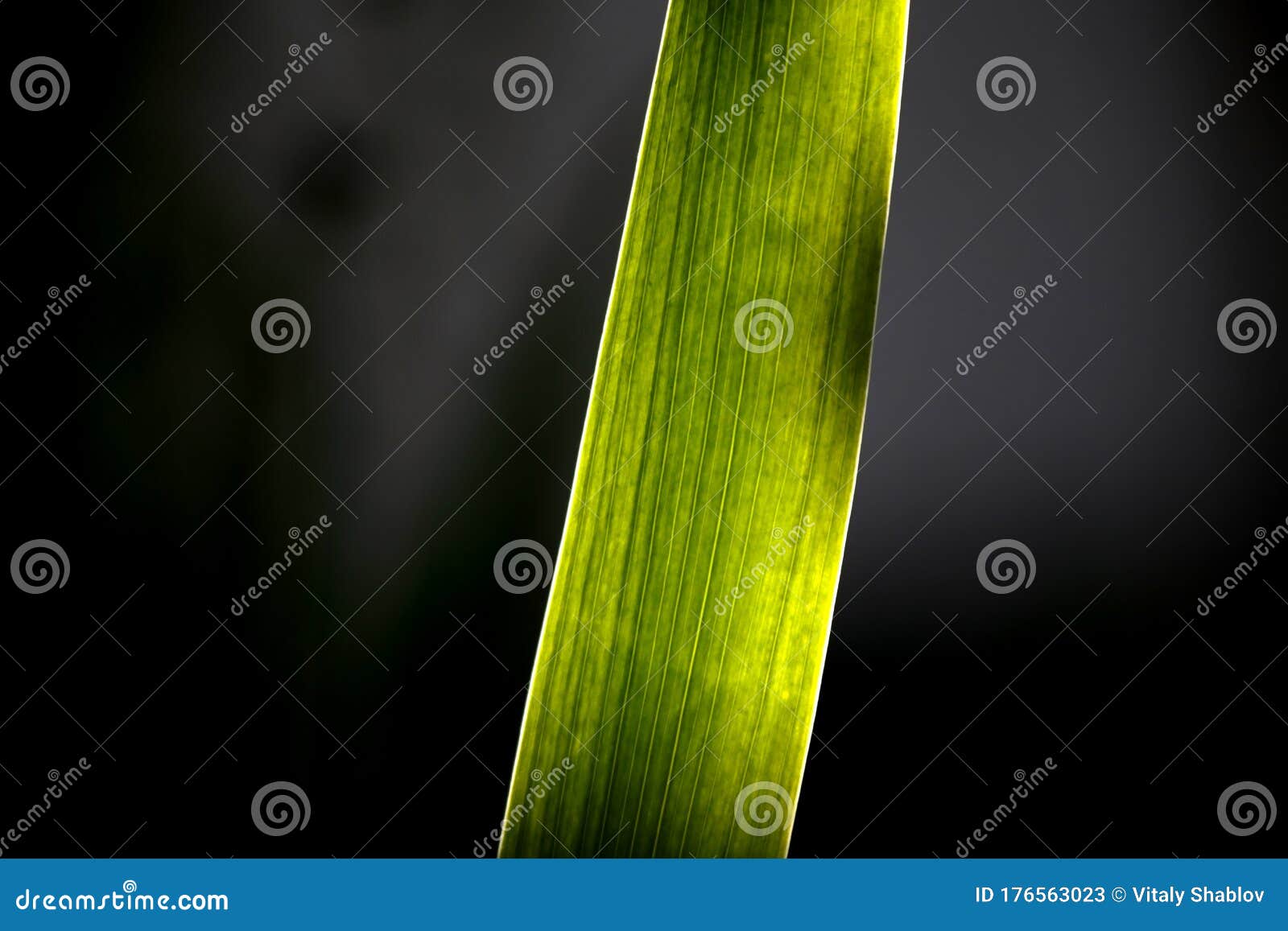 Plant Stem. Minimalism. Green Stem. Summer Background Stock Image ...