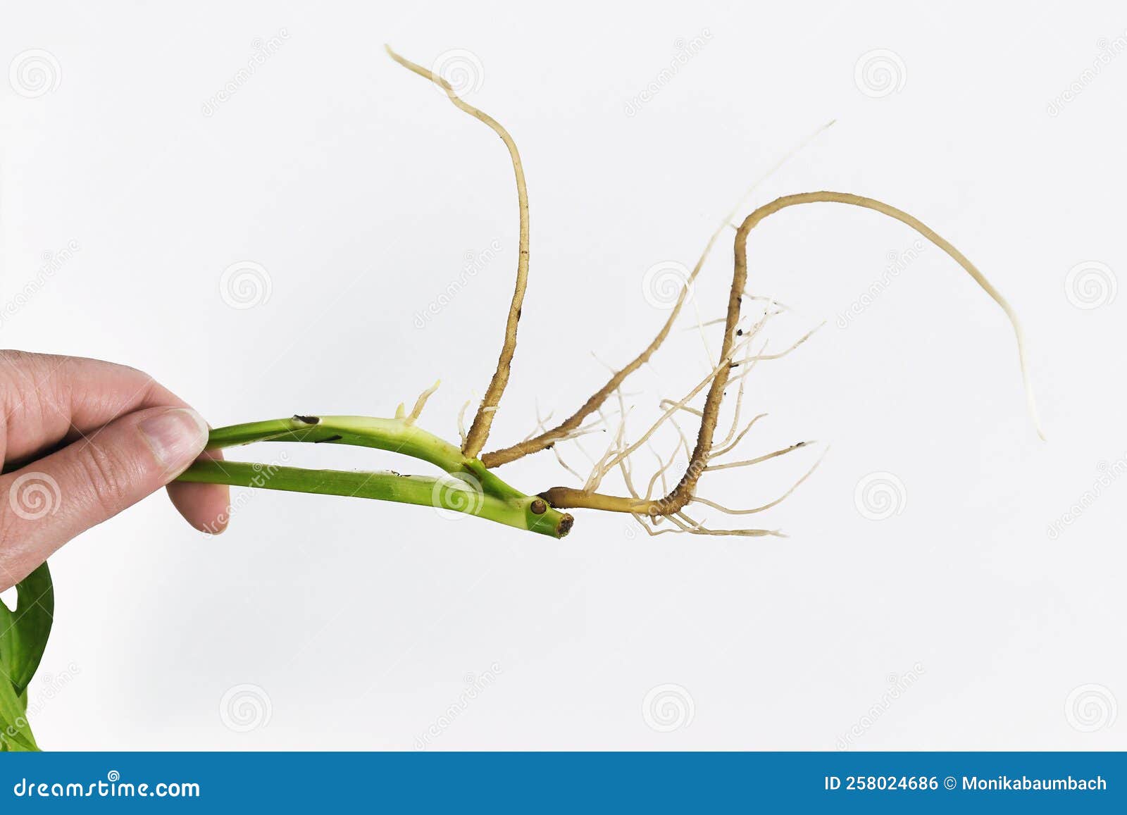Plant Stem of Pothos Houseplant Cutting Stock Photo - Image of cuttings ...
