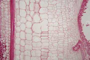 Stem with Sieve Cells Under the Microscope Stock Photo - Image of ...