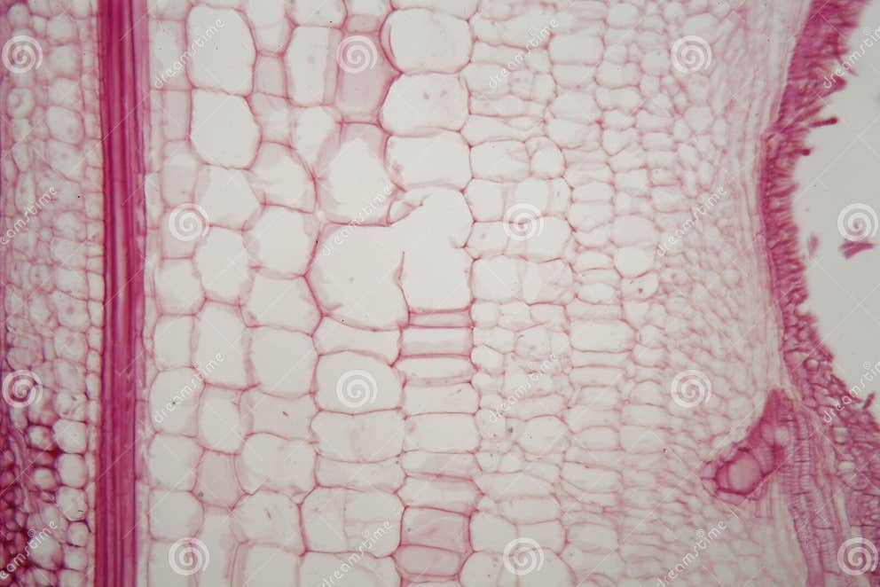 Stem with Sieve Cells Under the Microscope Stock Photo - Image of ...