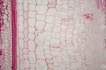 Stem with Sieve Cells Under the Microscope Stock Photo - Image of plant ...
