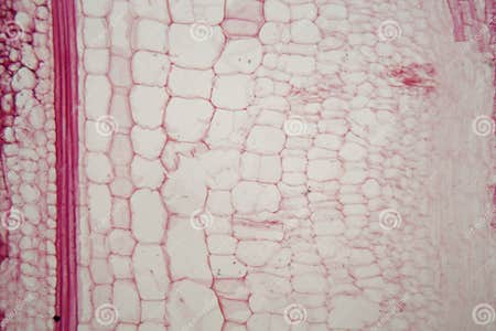 Stem with Sieve Cells Under the Microscope Stock Photo - Image of plant ...