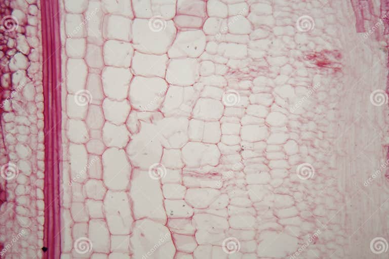 Stem with Sieve Cells Under the Microscope Stock Photo - Image of plant ...
