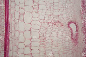 Stem with Sieve Cells Under the Microscope Stock Image - Image of ...