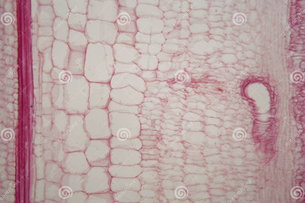 Stem with Sieve Cells Under the Microscope Stock Image - Image of ...