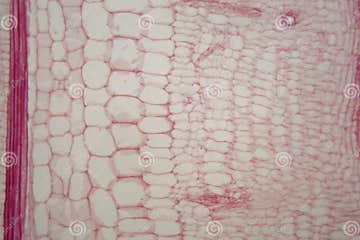Stem with Sieve Cells Under the Microscope Stock Image - Image of ...