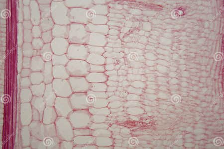 Stem with Sieve Cells Under the Microscope Stock Image - Image of ...