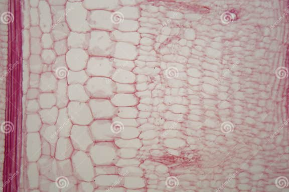 Stem with Sieve Cells Under the Microscope Stock Image - Image of ...