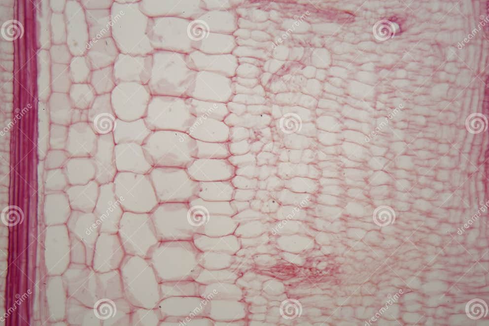 Stem with Sieve Cells Under the Microscope Stock Image - Image of ...