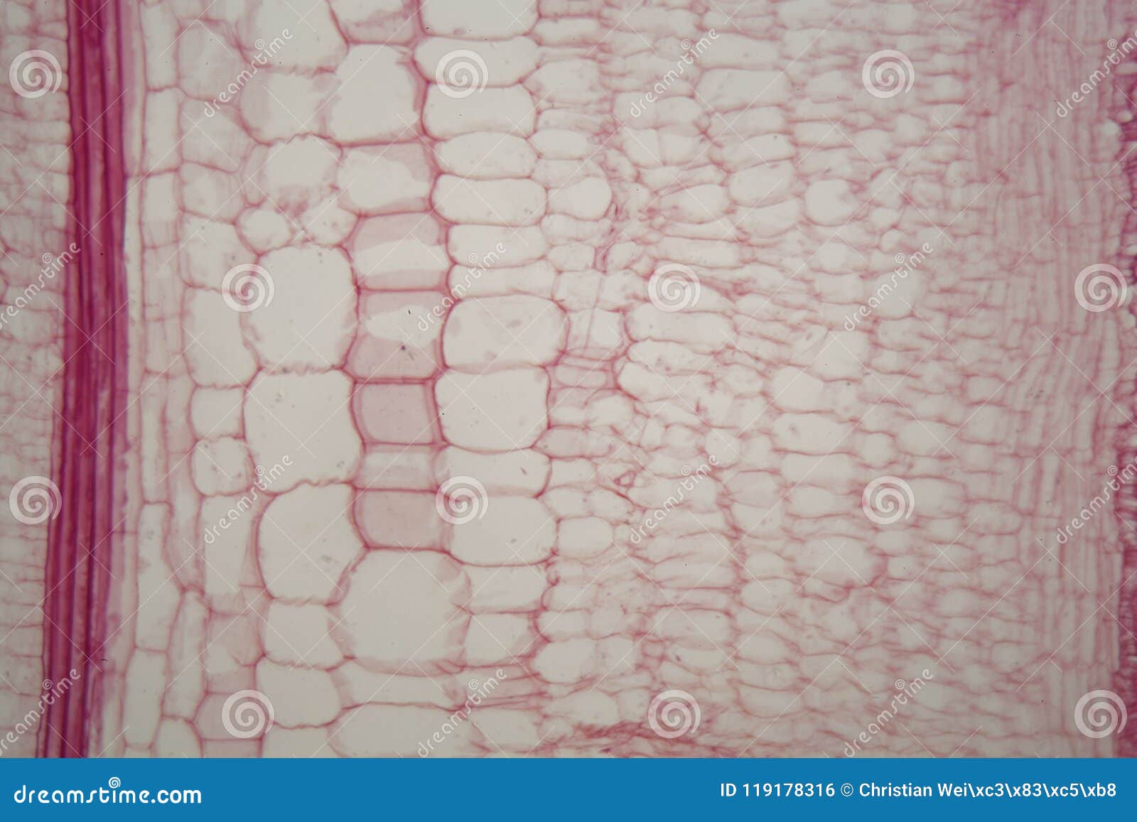 Stem with Sieve Cells Under the Microscope Stock Photo - Image of ...