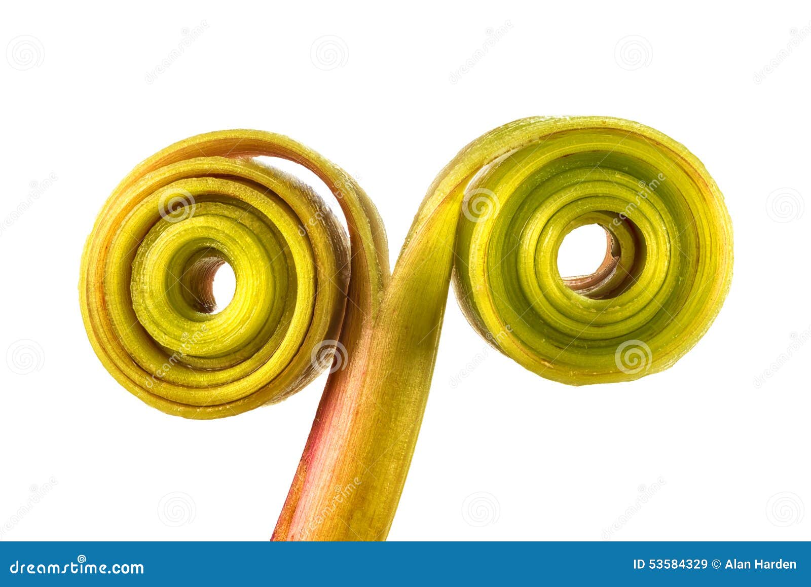 Plant Stem Split and Curling Stock Image - Image of curling, split ...