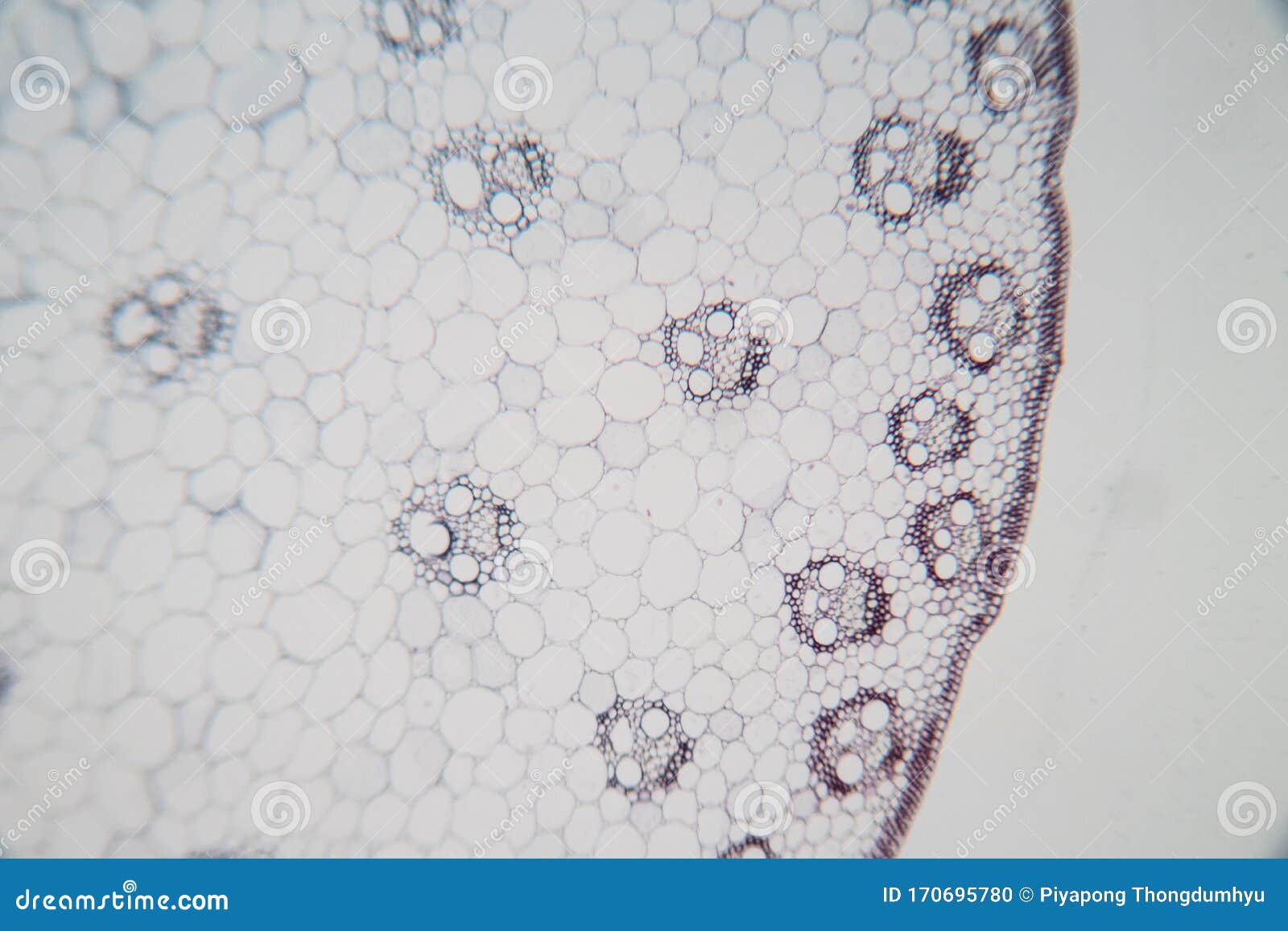 Plant Stem Under the Microscope for Classroom Education. Stock Photo ...