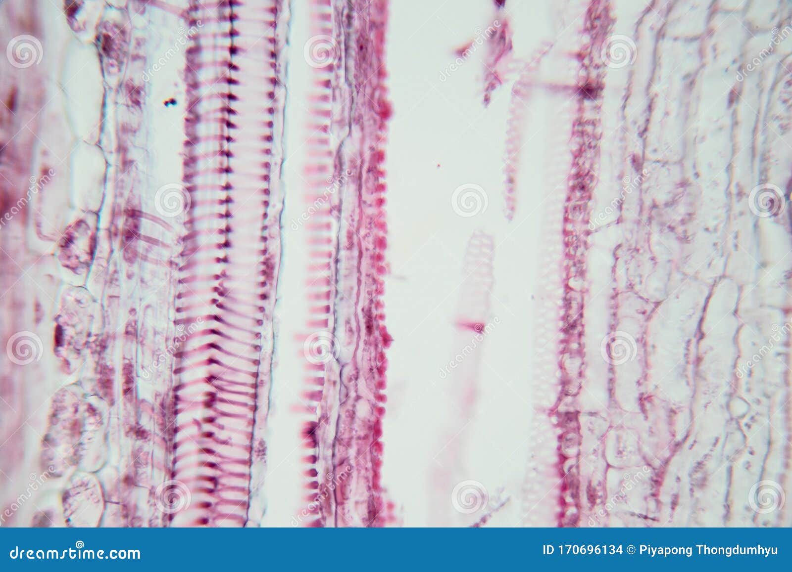 Plant Stem Under the Microscope for Classroom Education. Stock Photo ...