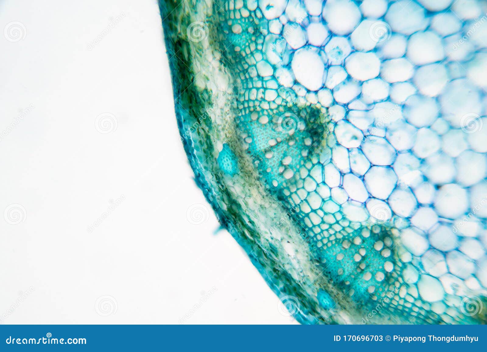 Plant Stem Under the Microscope for Classroom Education. Stock Image ...
