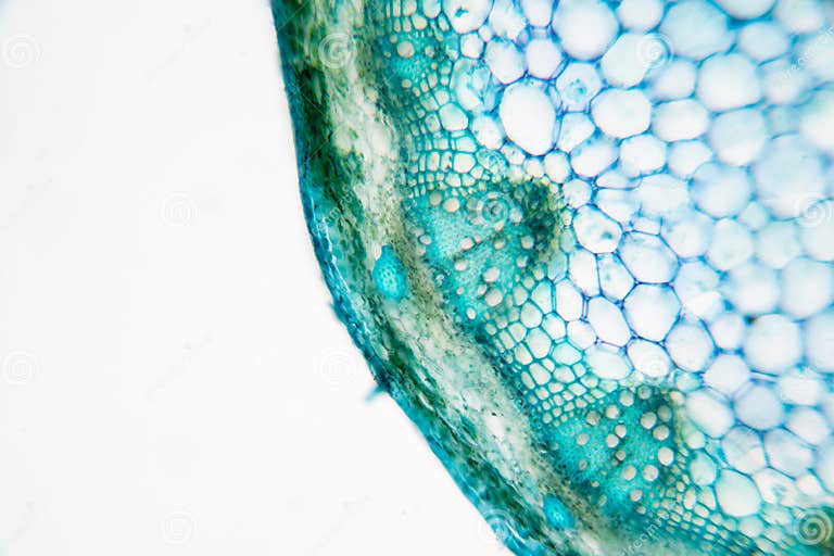 Plant Stem Under the Microscope for Classroom Education. Stock Image ...