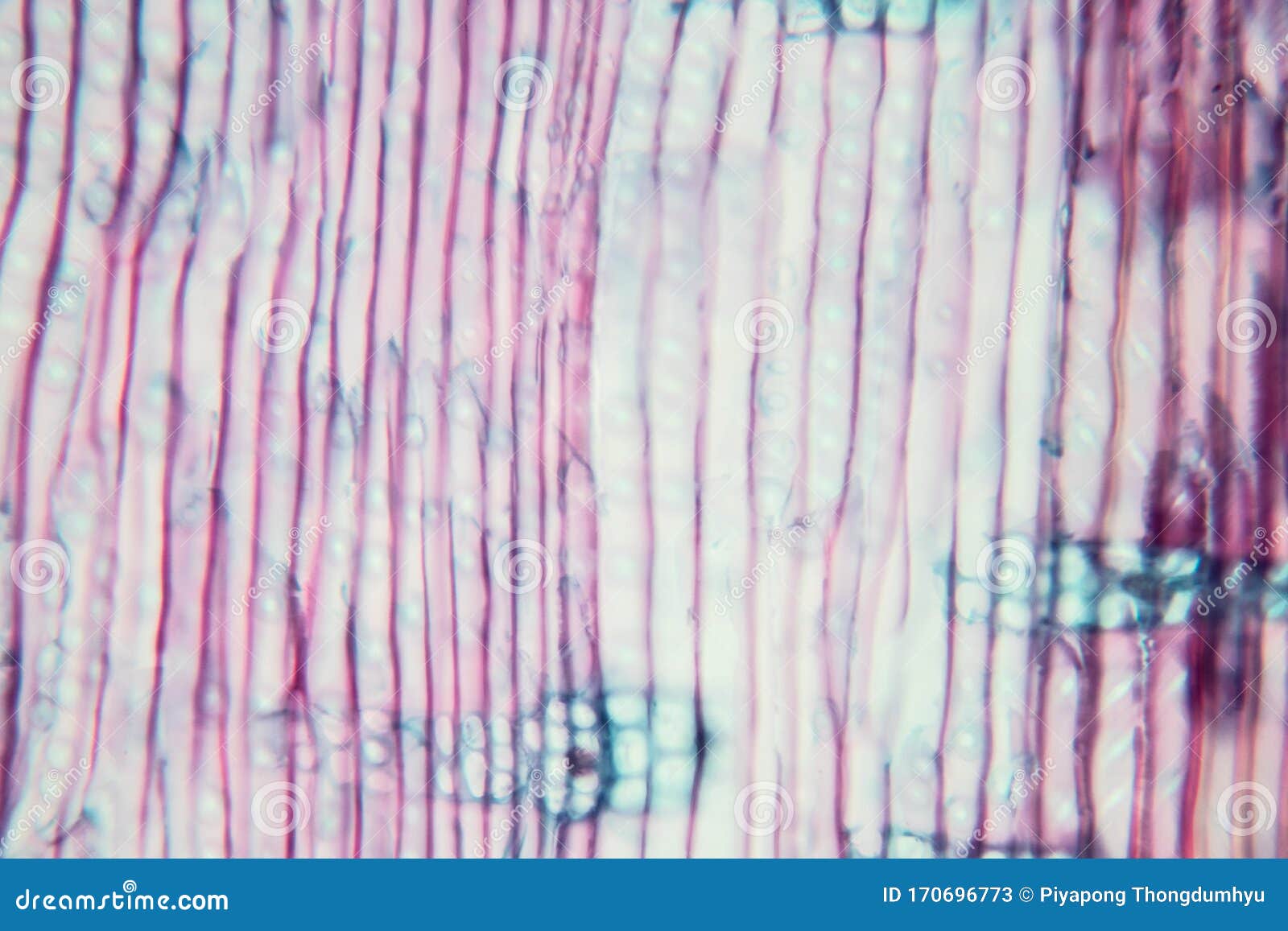 Plant Stem Under the Microscope for Classroom Education. Stock Image ...