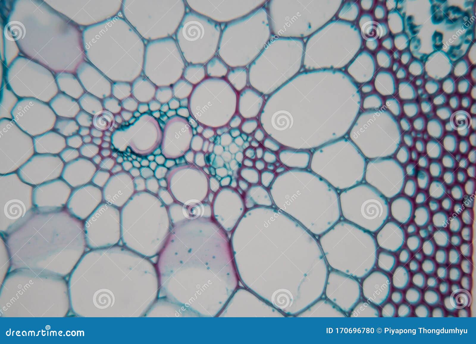 Plant Stem Under the Microscope for Classroom Education. Stock Photo ...
