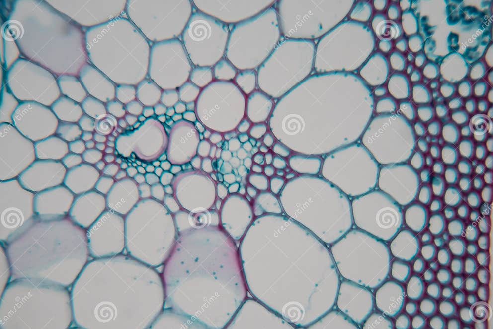 Plant Stem Under the Microscope for Classroom Education. Stock Photo ...