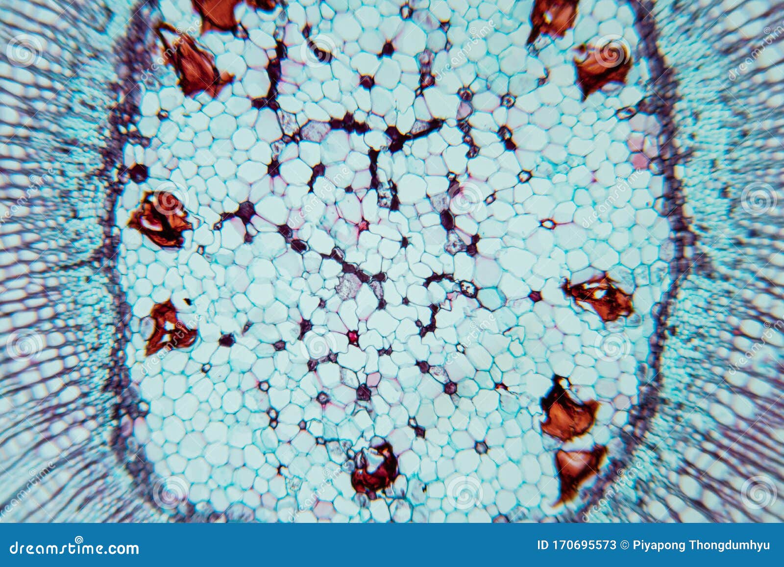 Plant Stem Under the Microscope for Classroom Education. Stock Image ...