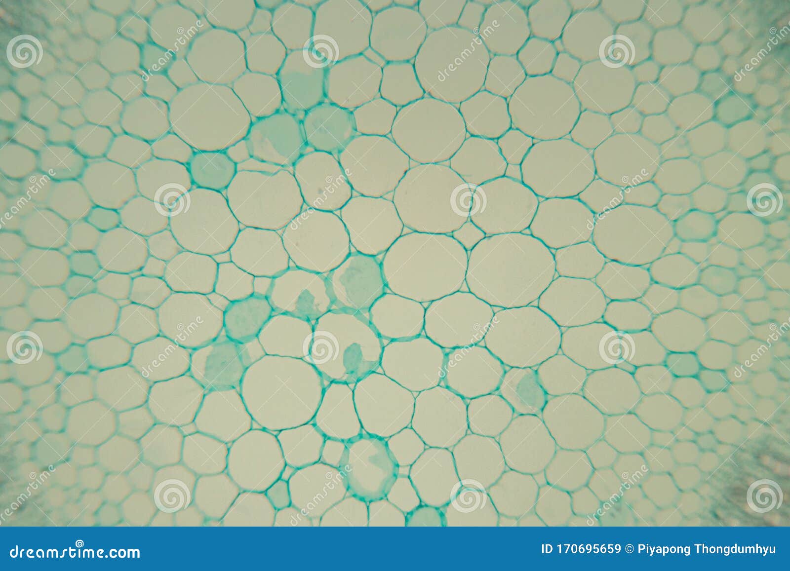 Plant Stem Under the Microscope for Classroom Education. Stock Image ...