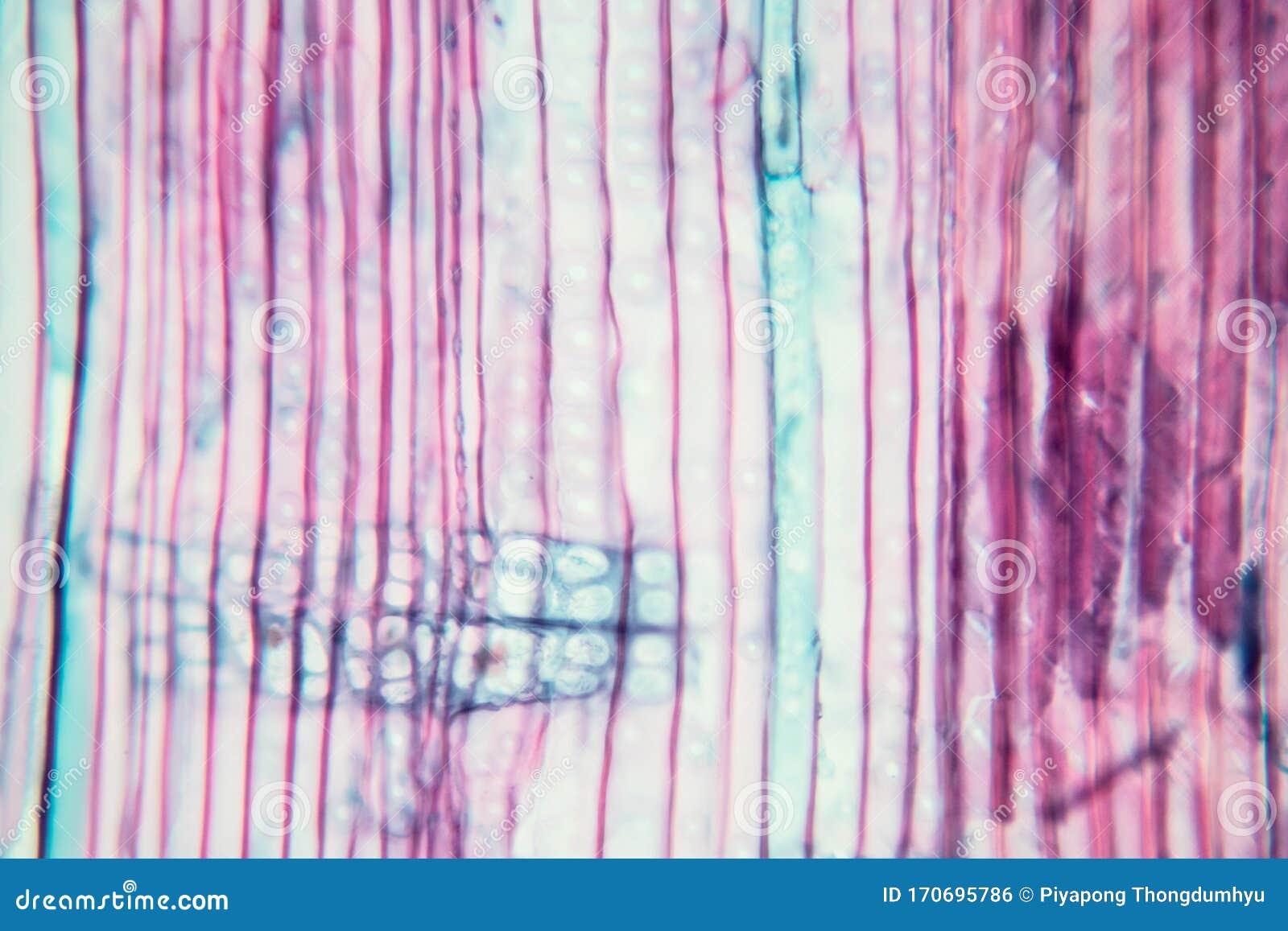 Plant Stem Under the Microscope for Classroom Education. Stock Photo ...