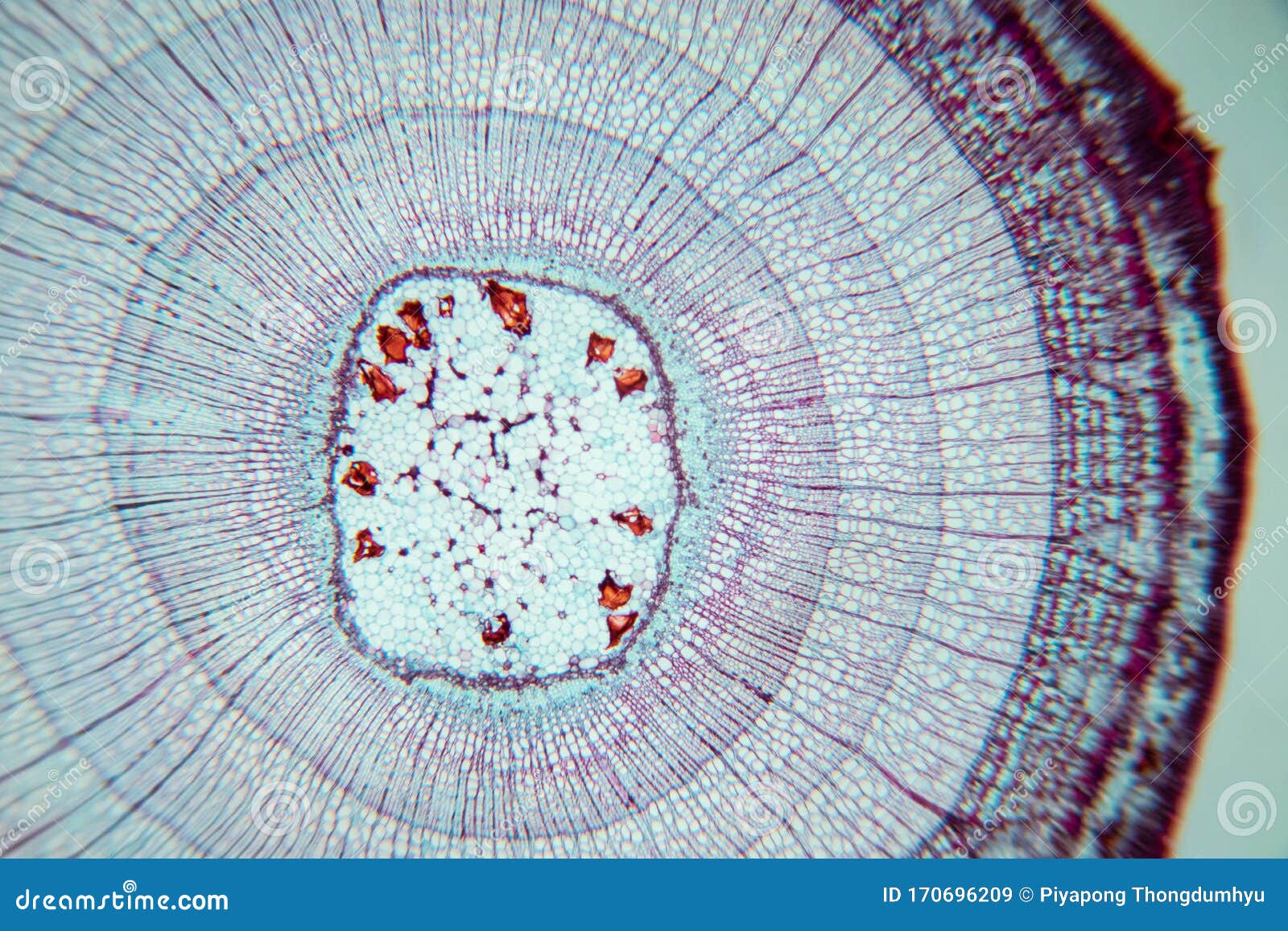 Plant Stem Under the Microscope for Classroom Education. Stock Image ...